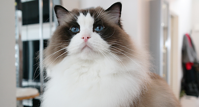 8 Sidor - Ragdoll är populäraste katten